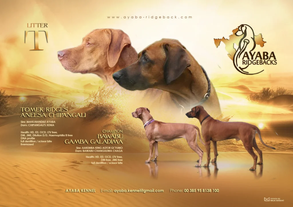 2025 Ayaba T litter - Ayaba Ridgeback Croatia